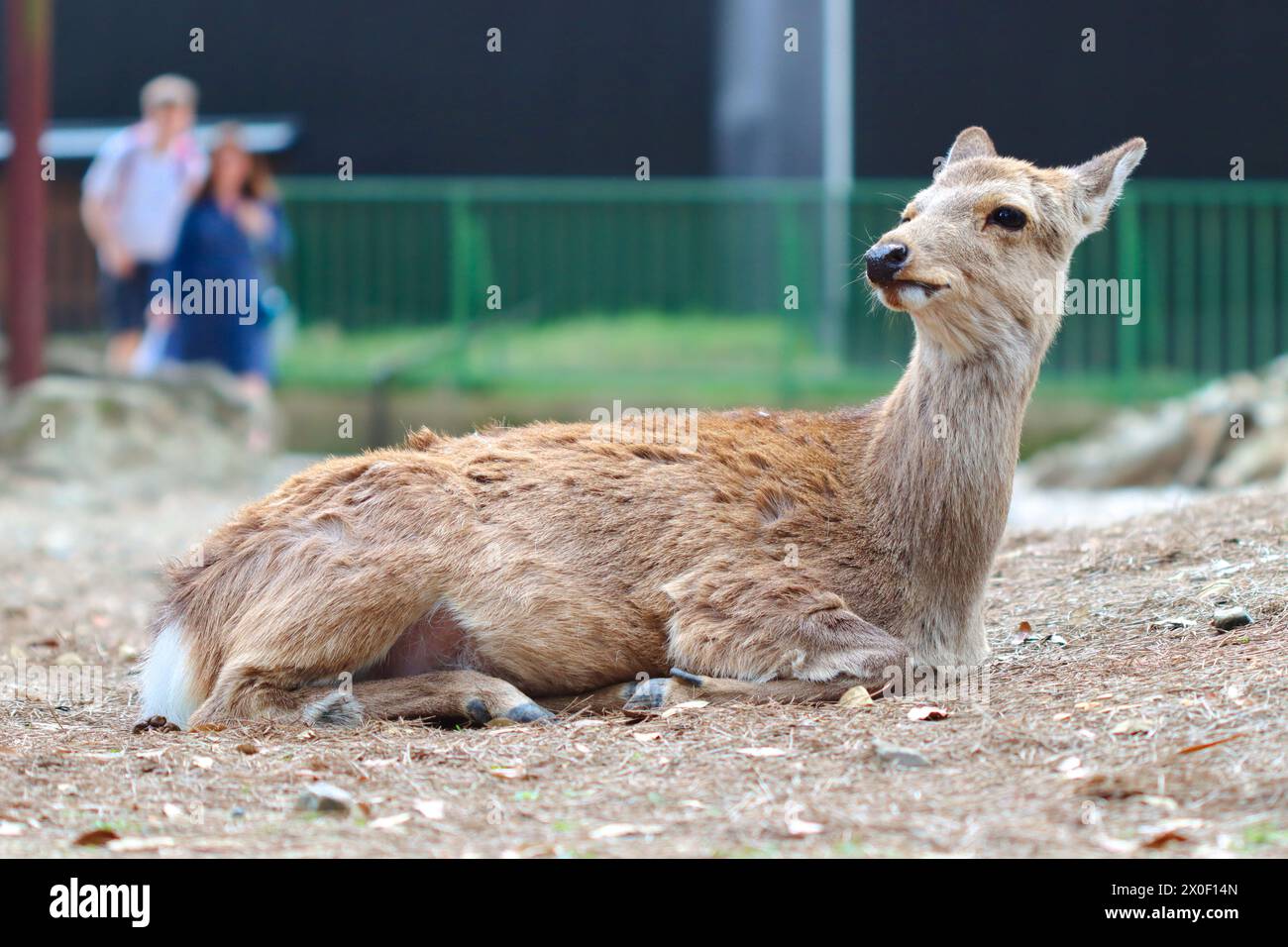 Sika deer, Japanese deer, Nara Park, Nara, Japan - Cervus nippon Stock ...