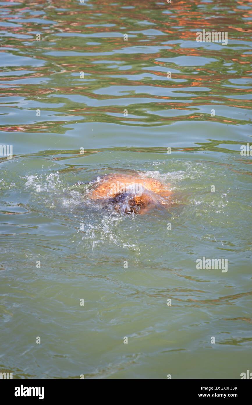 devotee bathing in holy river water at morning from flat angle Stock ...