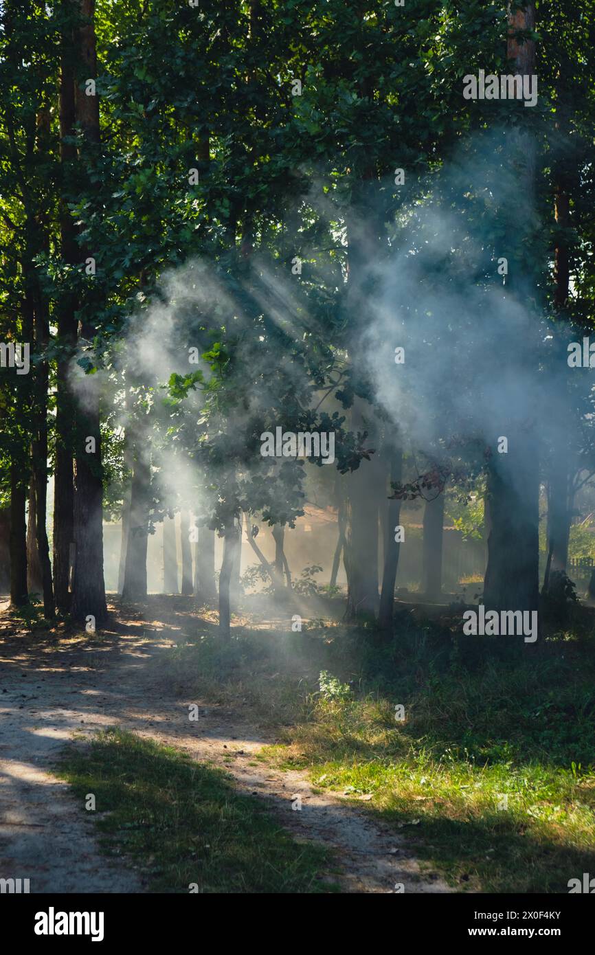 Beautiful smoke fog in trees forest. Sunbeams through morning haze ...