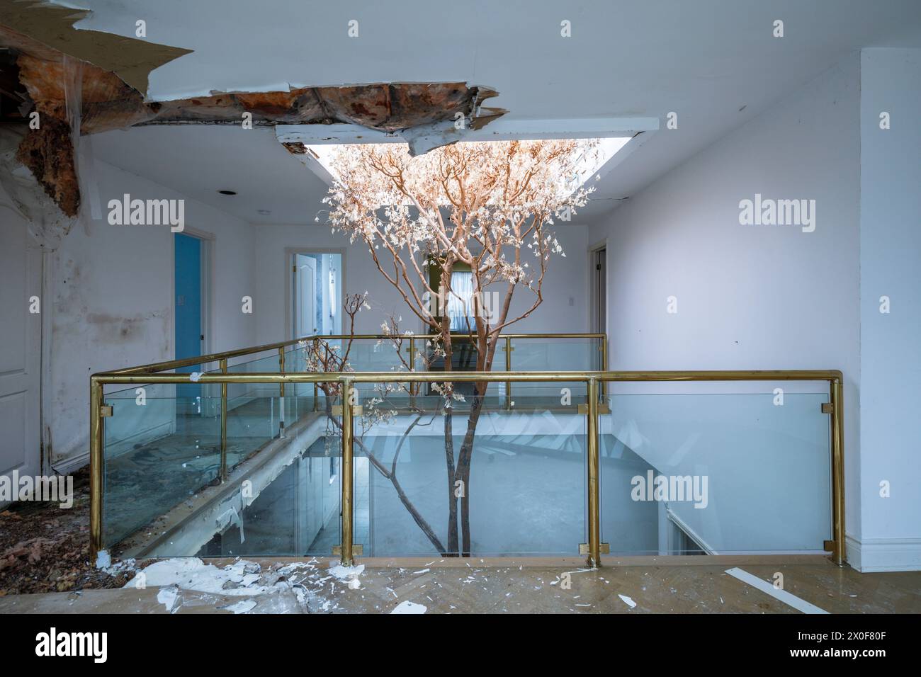 Dead tree inside house hi-res stock photography and images - Alamy