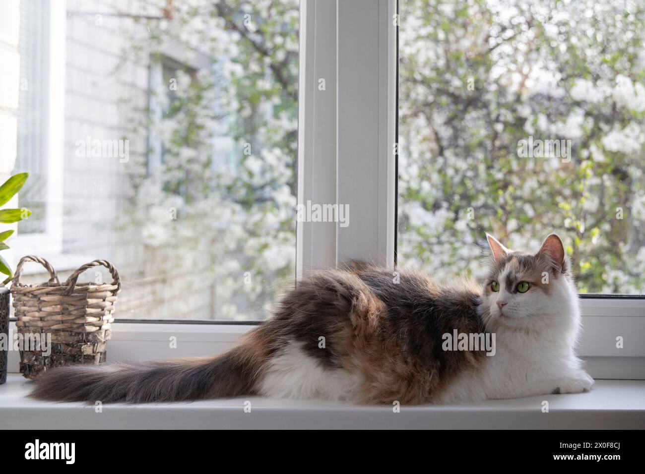 Adorable cat on window sill Stock Photo - Alamy