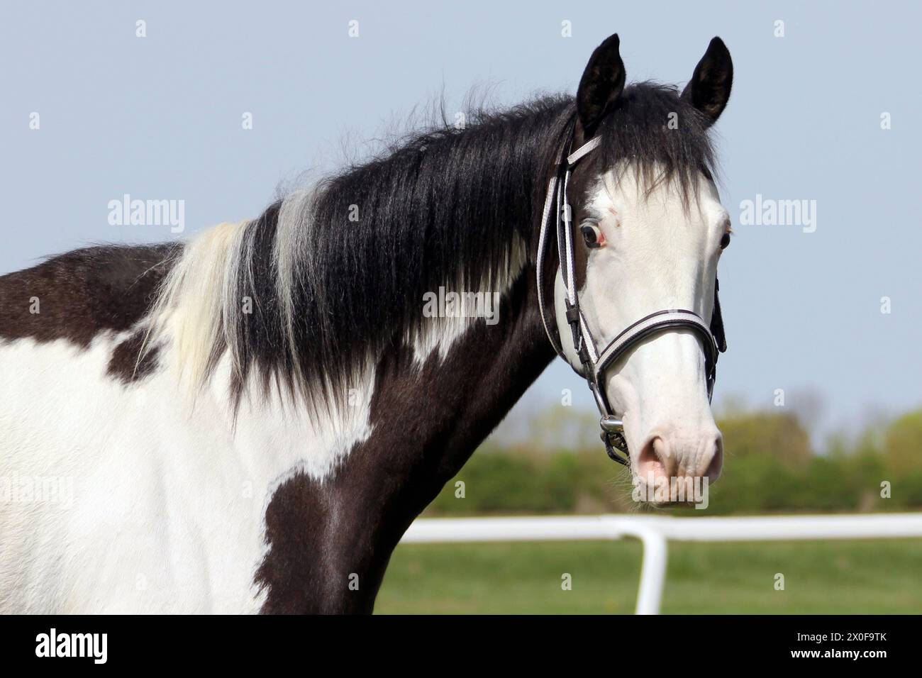 Overo scheckung hi-res stock photography and images - Alamy