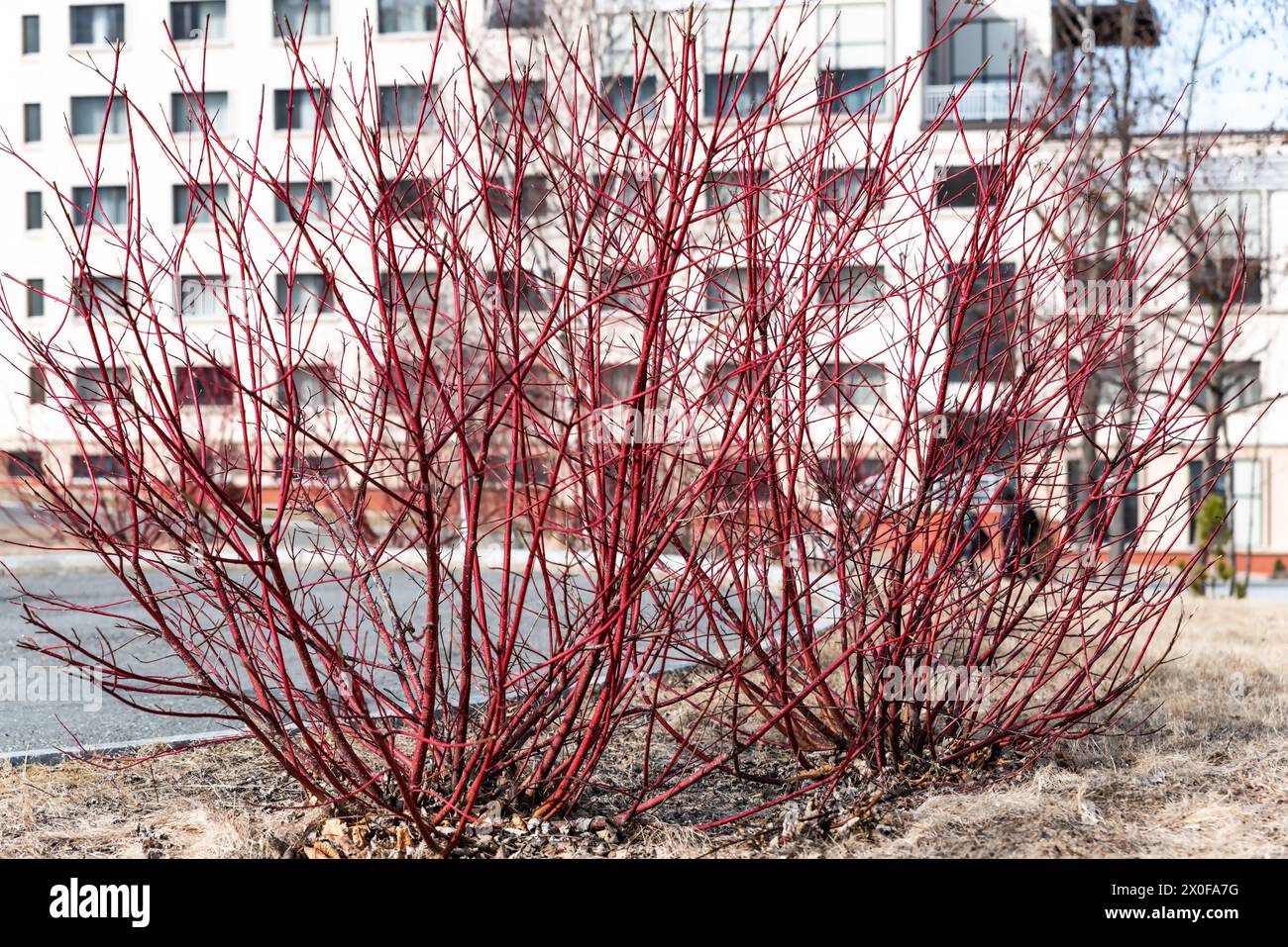 Cornus alba, the red-barked, white or Siberian dogwood flowering plant ...