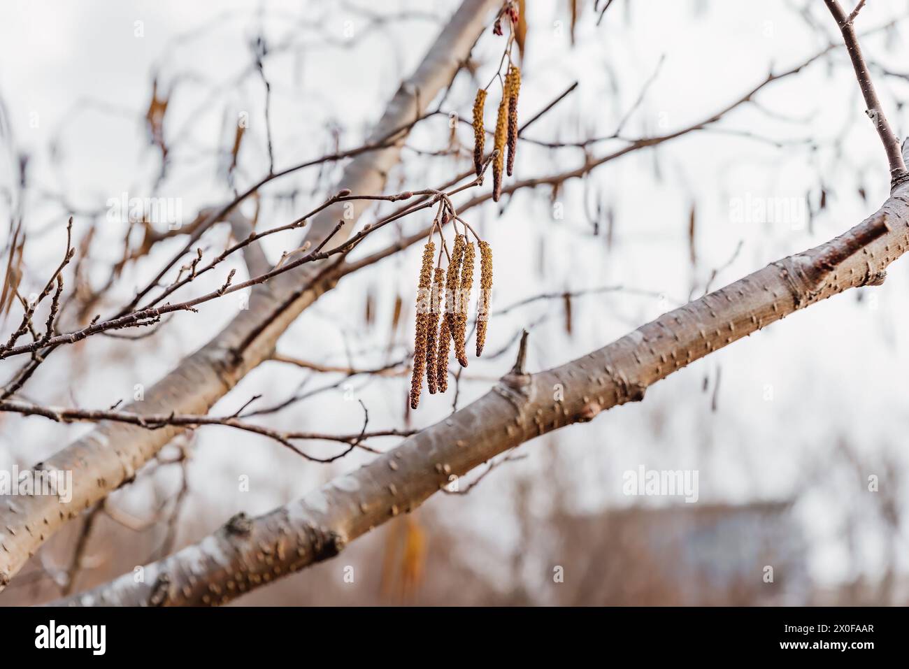 Young fresh Alnus glutinosa catkins on a tree background Stock Photo ...