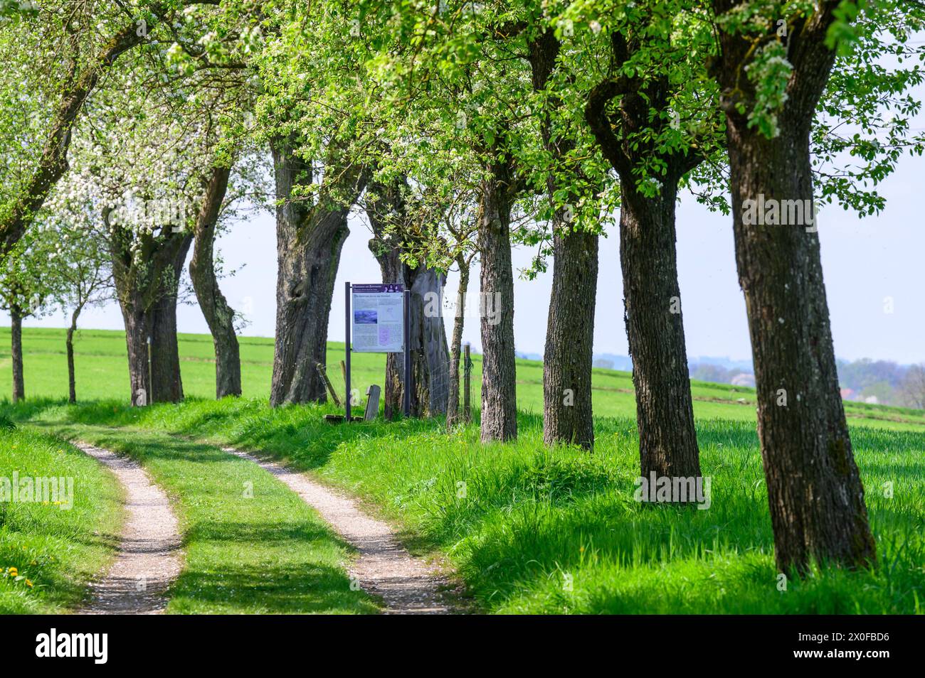 grieskirchen, austria, 11 april 2024, the longest apple tree avenue of ...