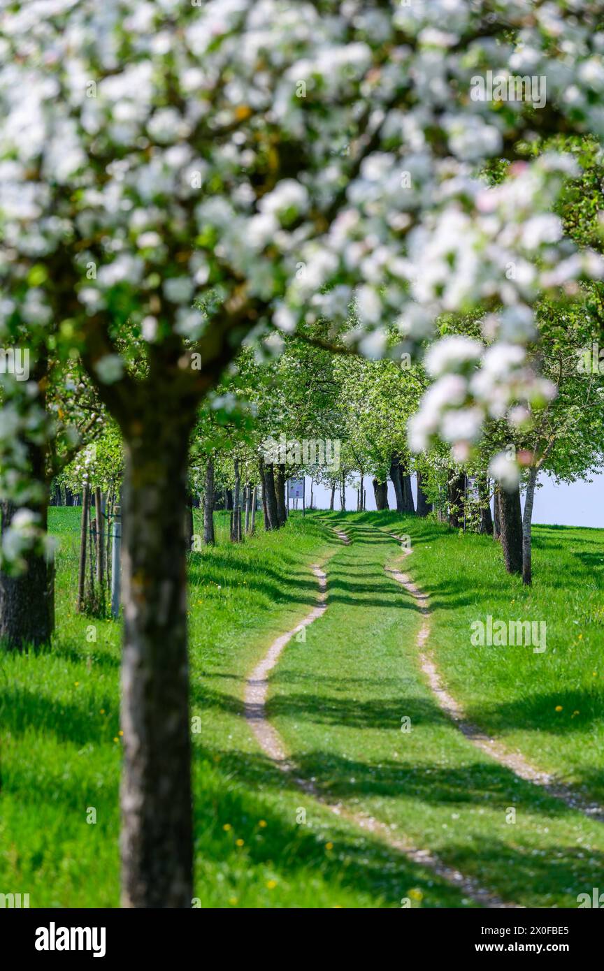 grieskirchen, austria, 11 april 2024, the longest apple tree avenue of ...