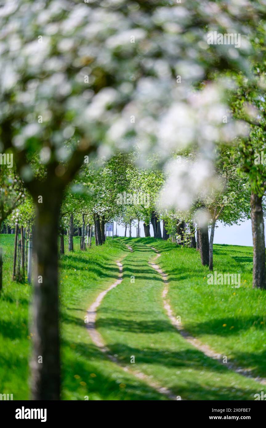 grieskirchen, austria, 11 april 2024, the longest apple tree avenue of ...