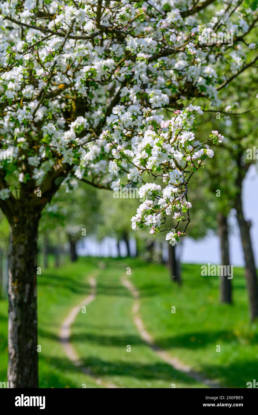 grieskirchen, austria, 11 april 2024, the longest apple tree avenue of ...