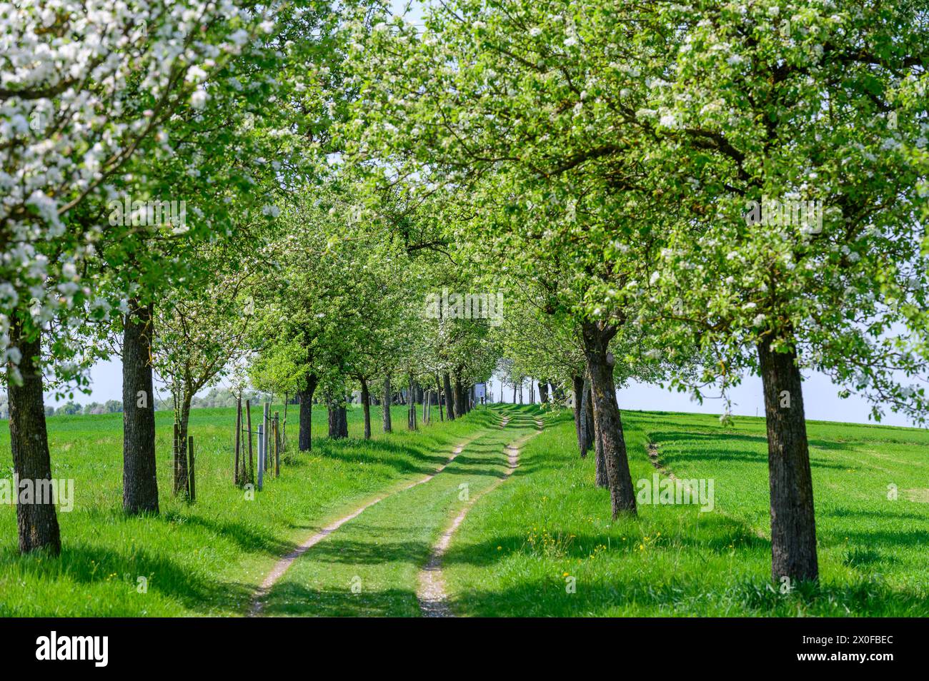 grieskirchen, austria, 11 april 2024, the longest apple tree avenue of ...