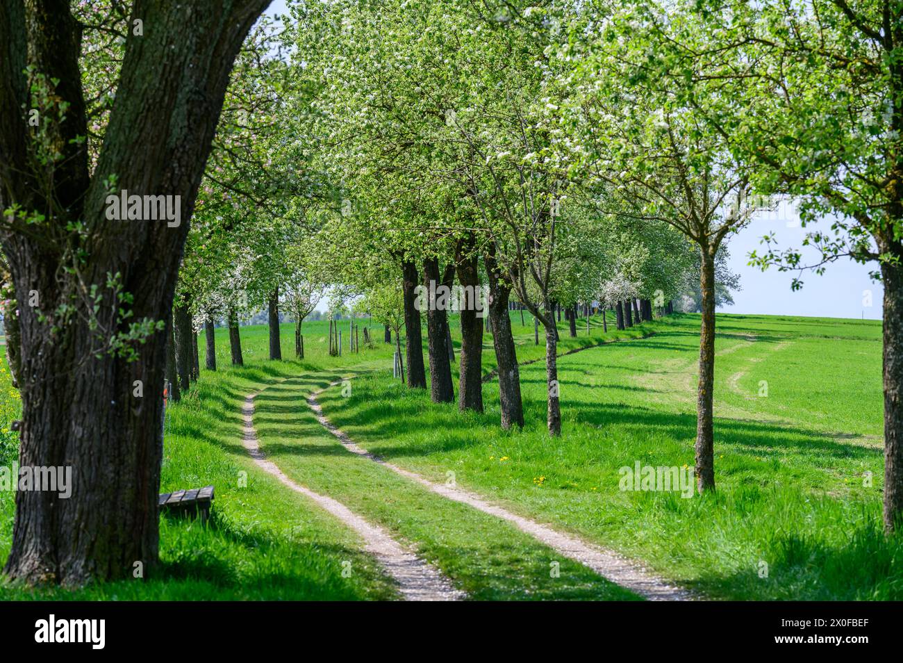 grieskirchen, austria, 11 april 2024, the longest apple tree avenue of ...
