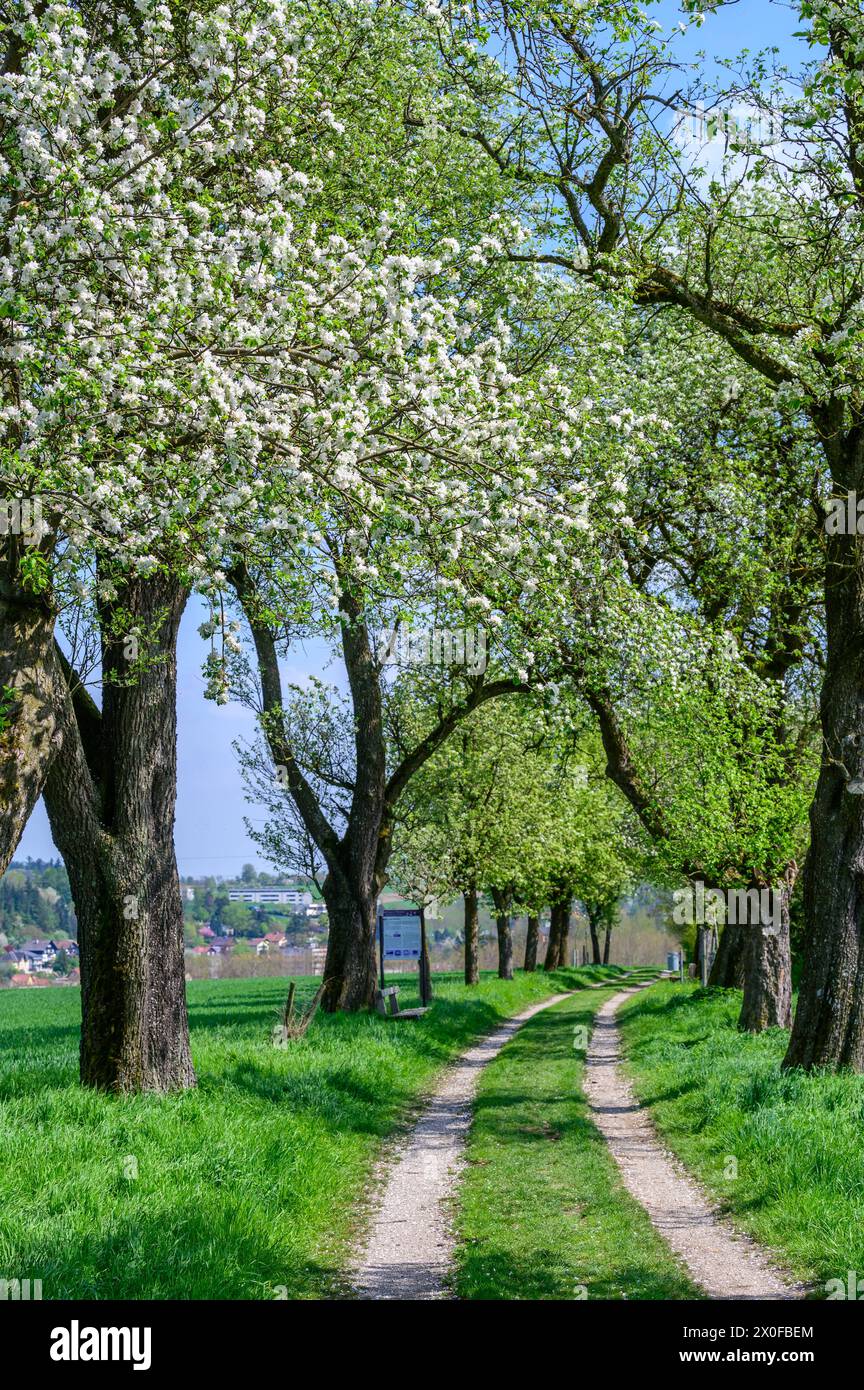 grieskirchen, austria, 11 april 2024, the longest apple tree avenue of ...