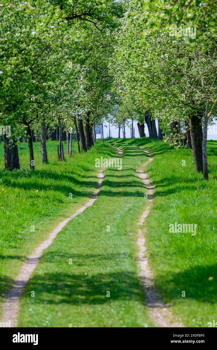 grieskirchen, austria, 11 april 2024, the longest apple tree avenue of ...