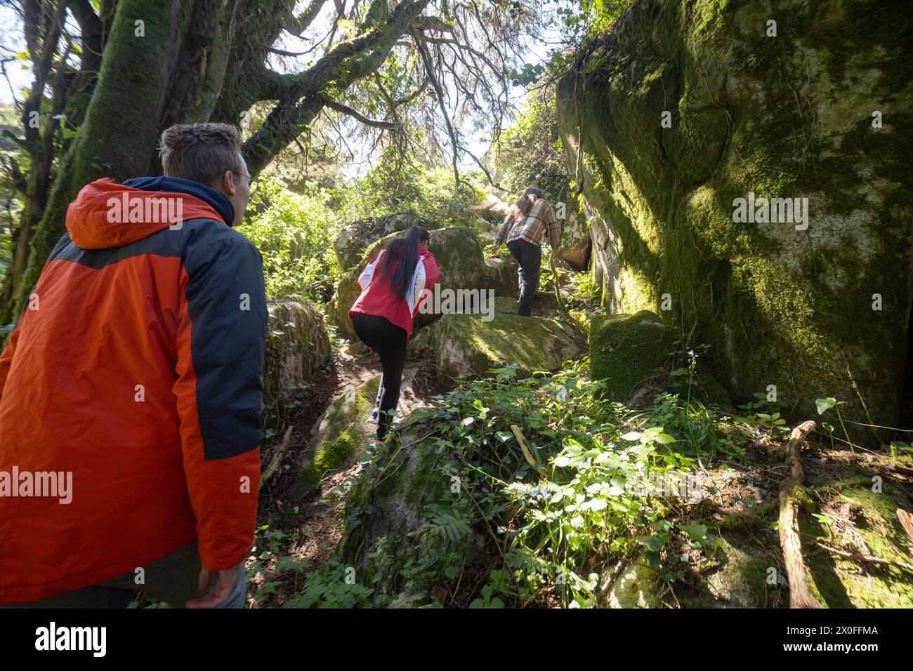 Group of People Hiking Through a Lush Green Forest Stock Photo - Alamy