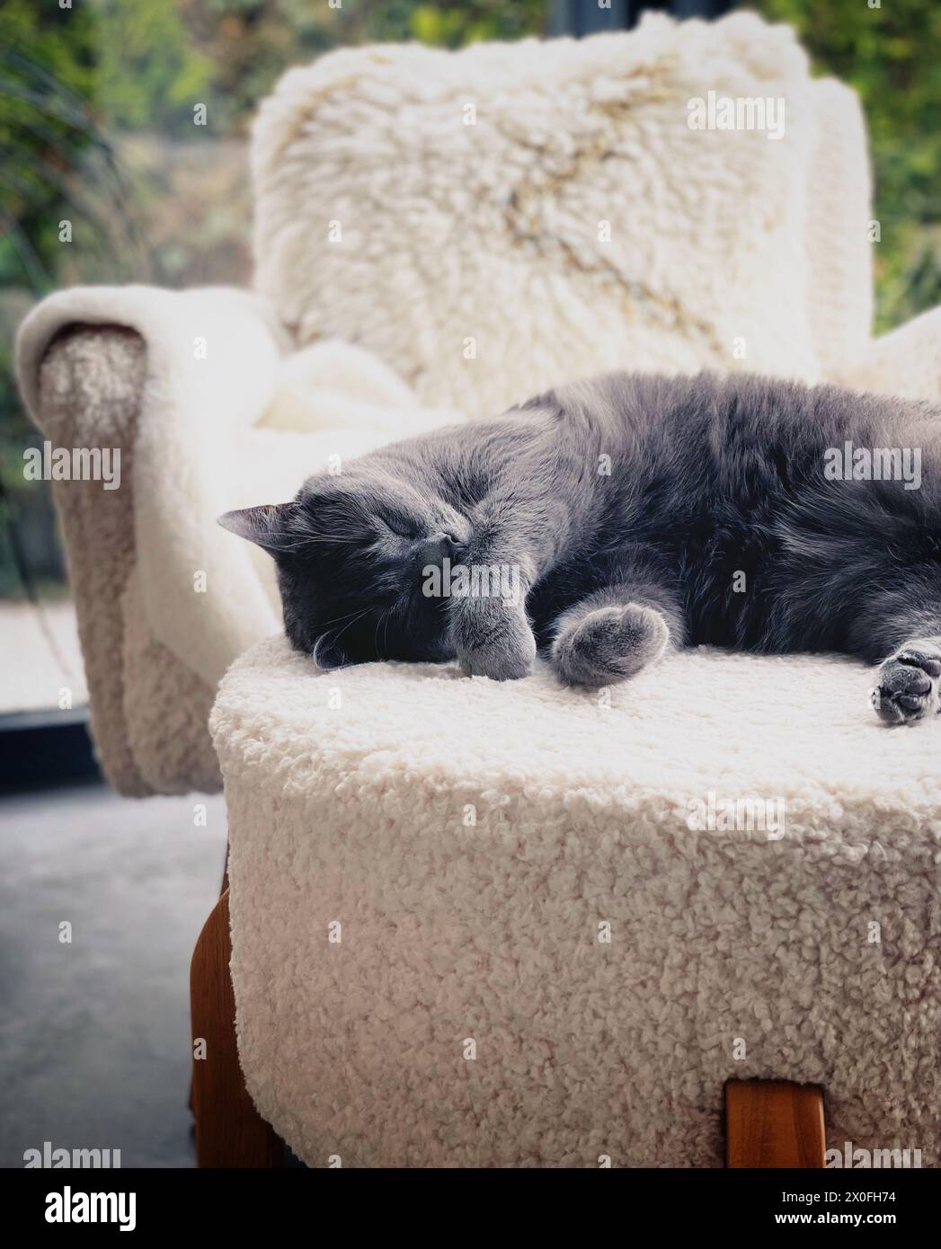Domestic cat sleeping on sofa hi-res stock photography and images - Alamy