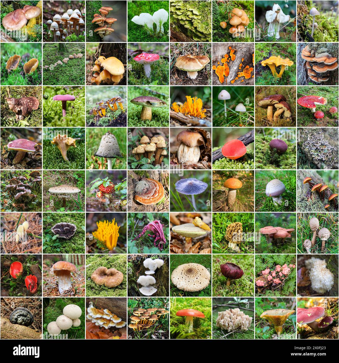 Collage mushroom hi-res stock photography and images - Alamy