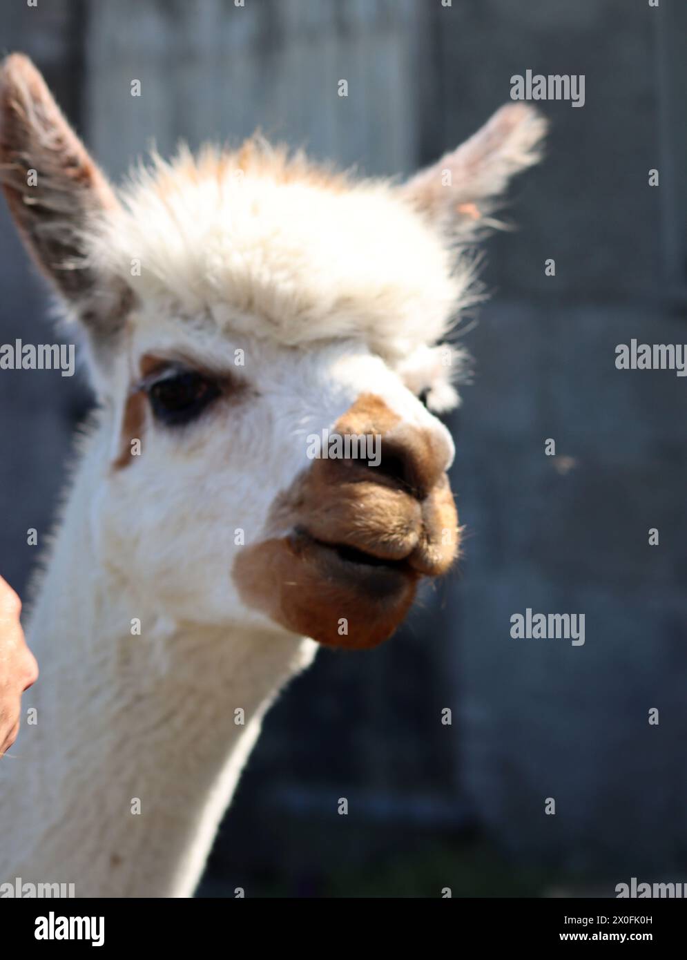 Close up portrait of alpaca outdoors. Fluffy farm animals on a walk ...