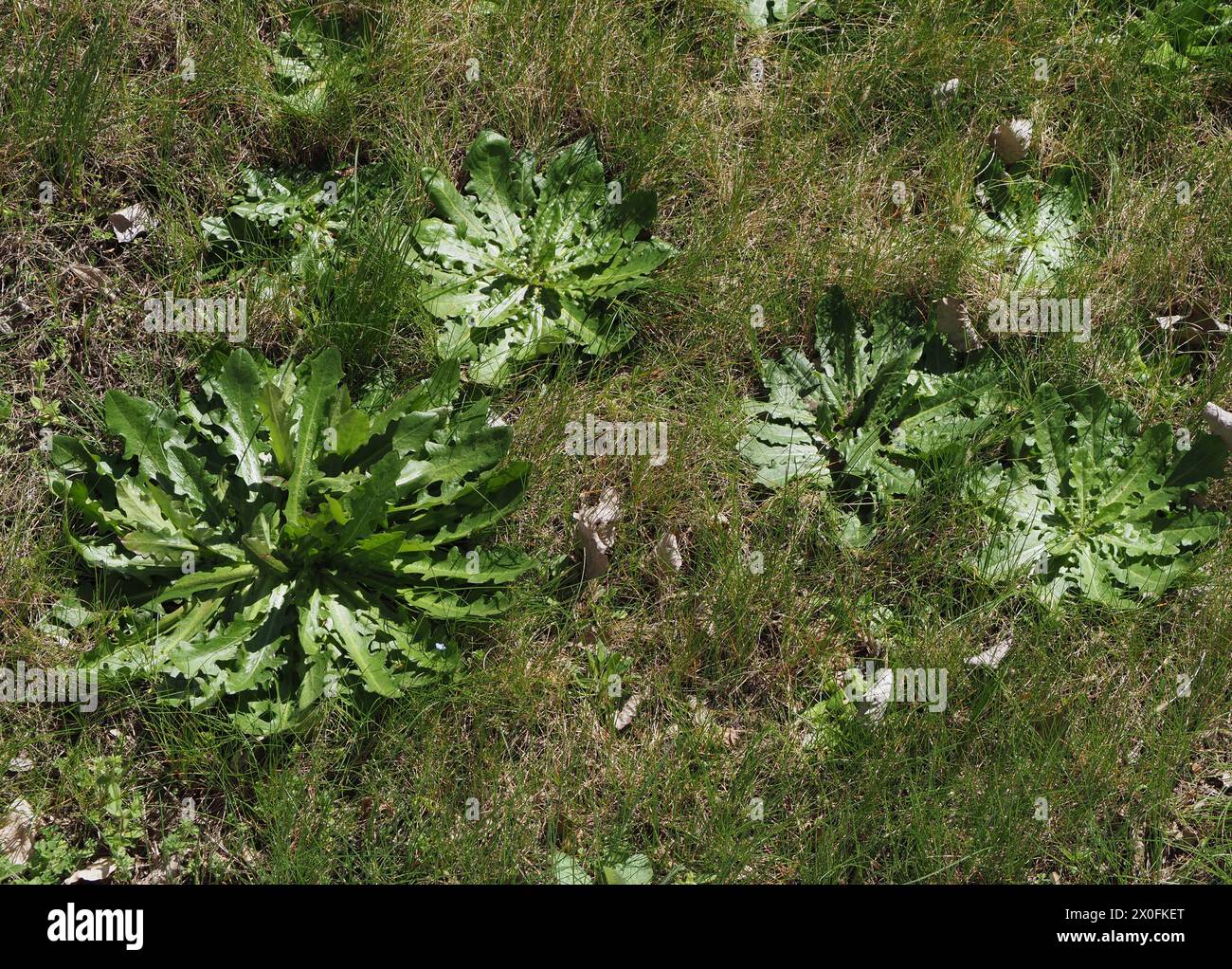 common dandelion plant scientific name Taraxacum officinale top view ...