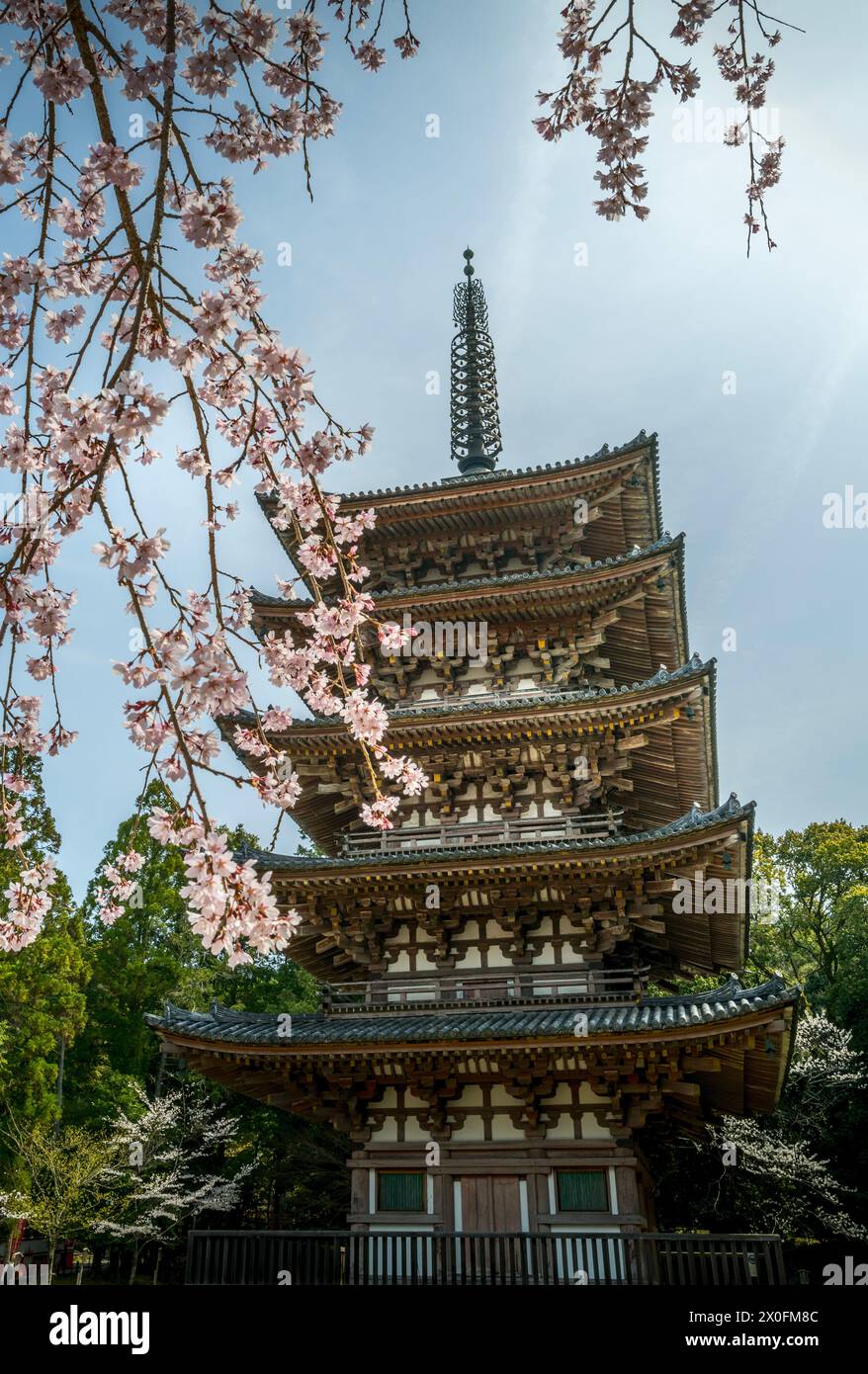 Leaf of pagoda plant hi-res stock photography and images - Alamy