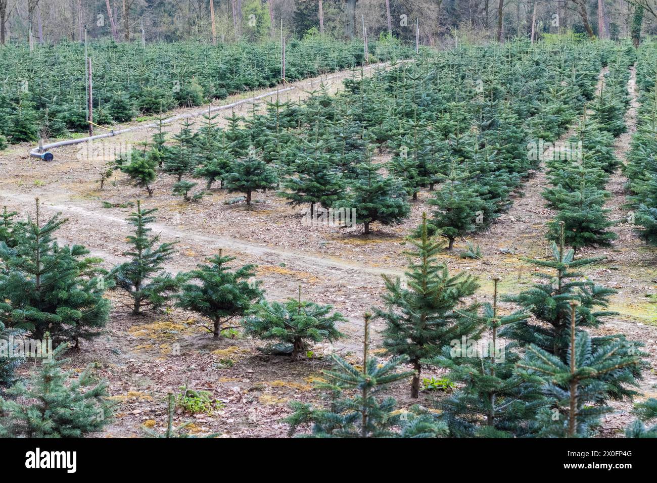 Christmas tree planting. Fir trees for the coming christmas season ...