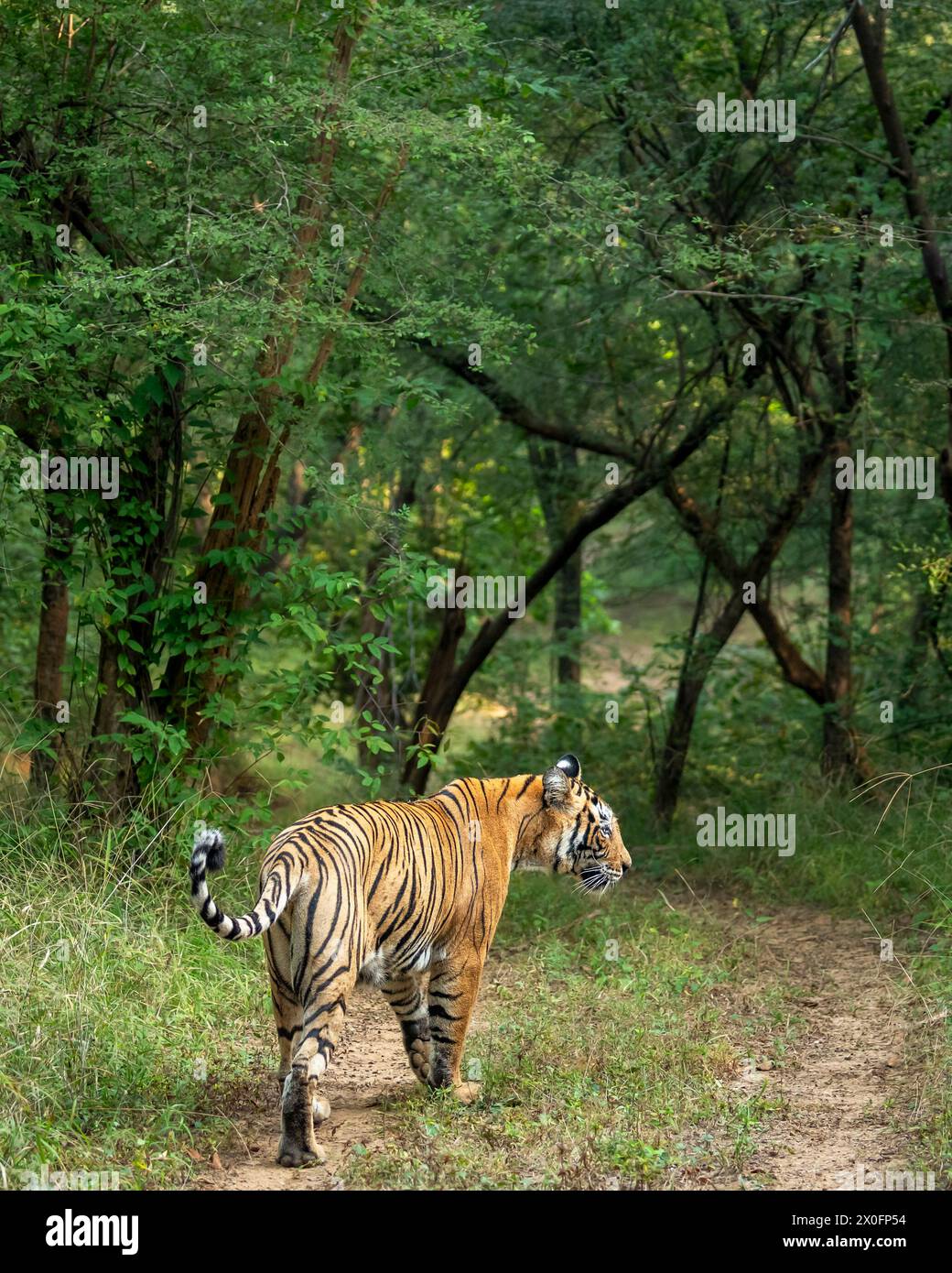 wild female bengal tiger or panthera tigris walking ahead territory ...