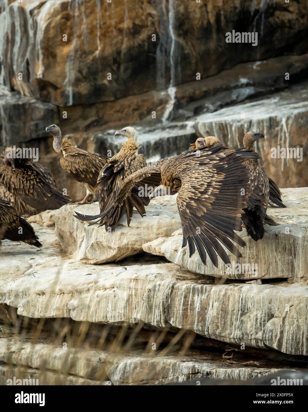 Himalayan vulture or Gyps himalayensis Himalayan griffon vulture ...