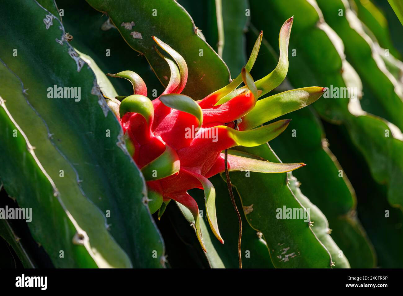 A plantation of dragon fruit cactus Stock Photo - Alamy