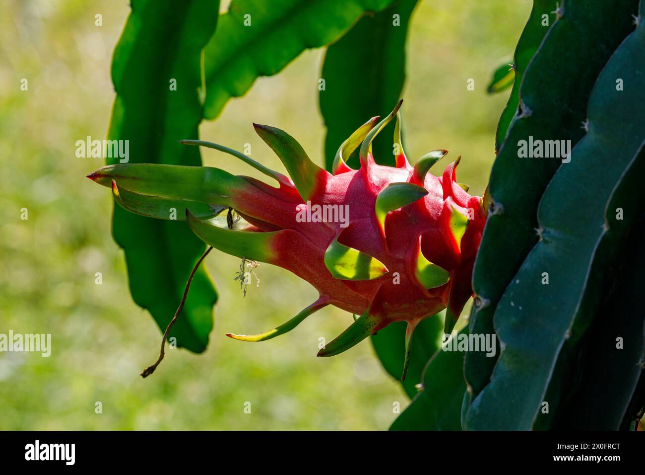 A plantation of dragon fruit cactus Stock Photo - Alamy