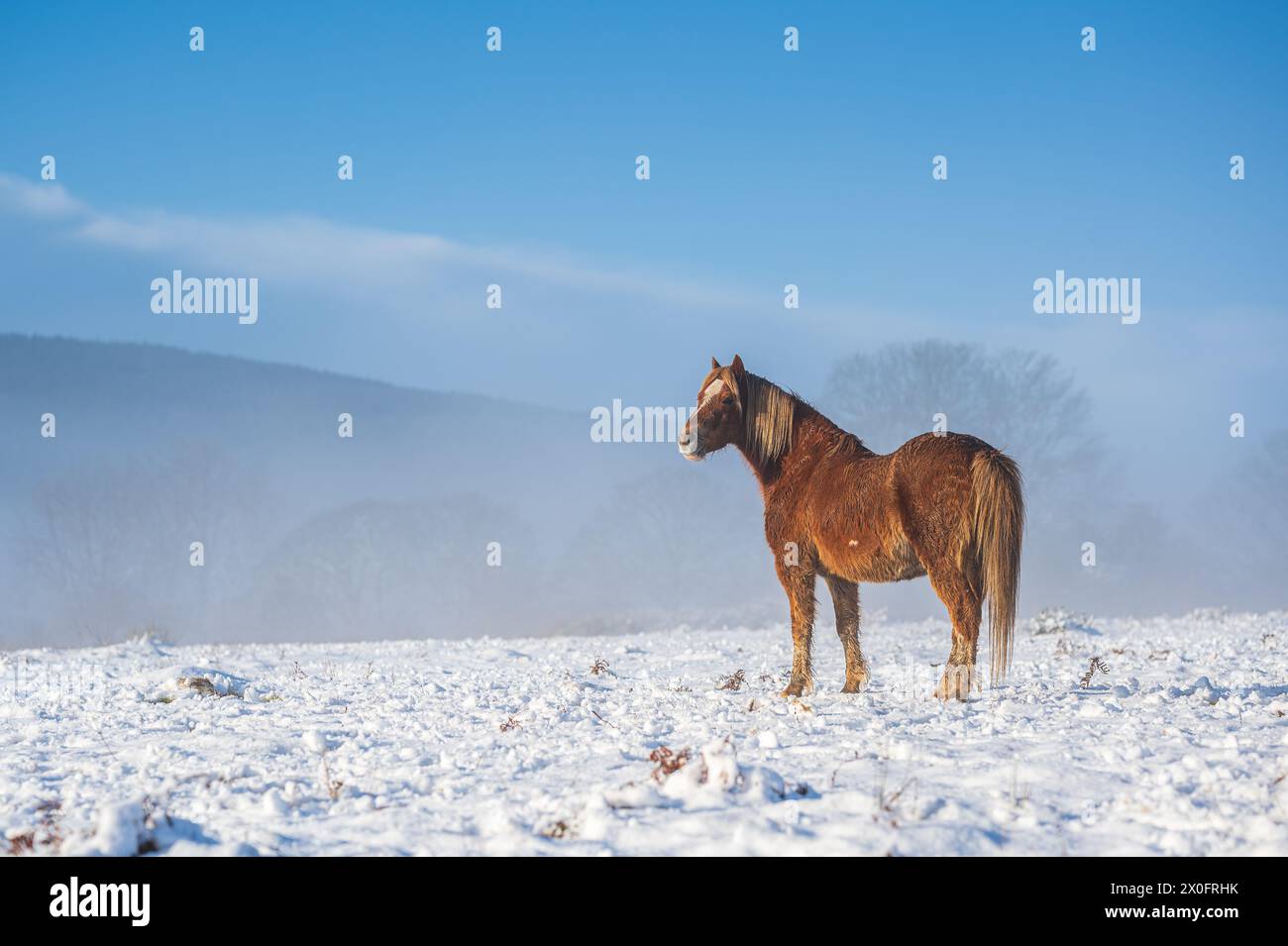 A single wild brown horse stands hi-res stock photography and images ...