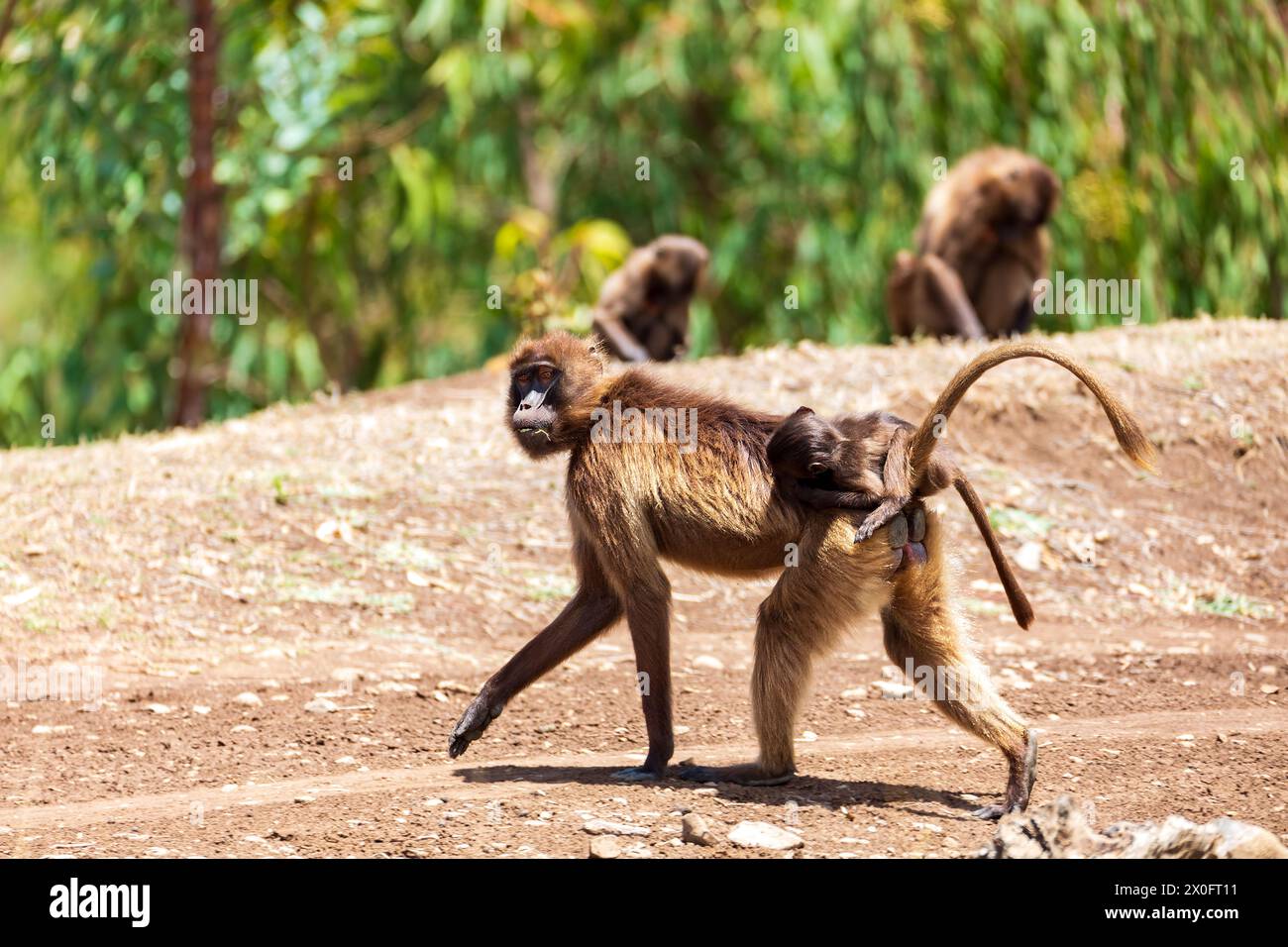 Female of endemic animal monkey Gelada baboon with baby on back ...
