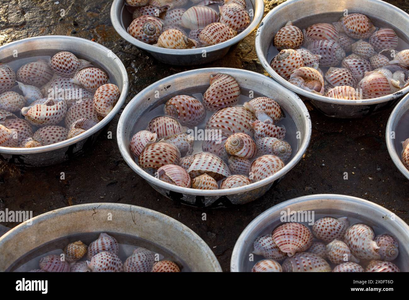 Seashell market hi-res stock photography and images - Alamy