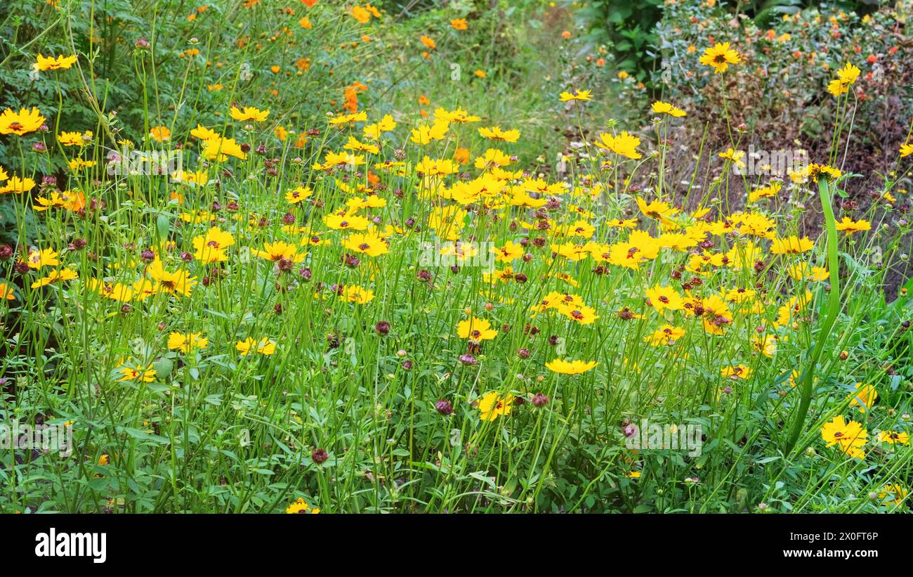 Coreopsis grow in garden. Aromatic daisy growing outdoors. Growing ...