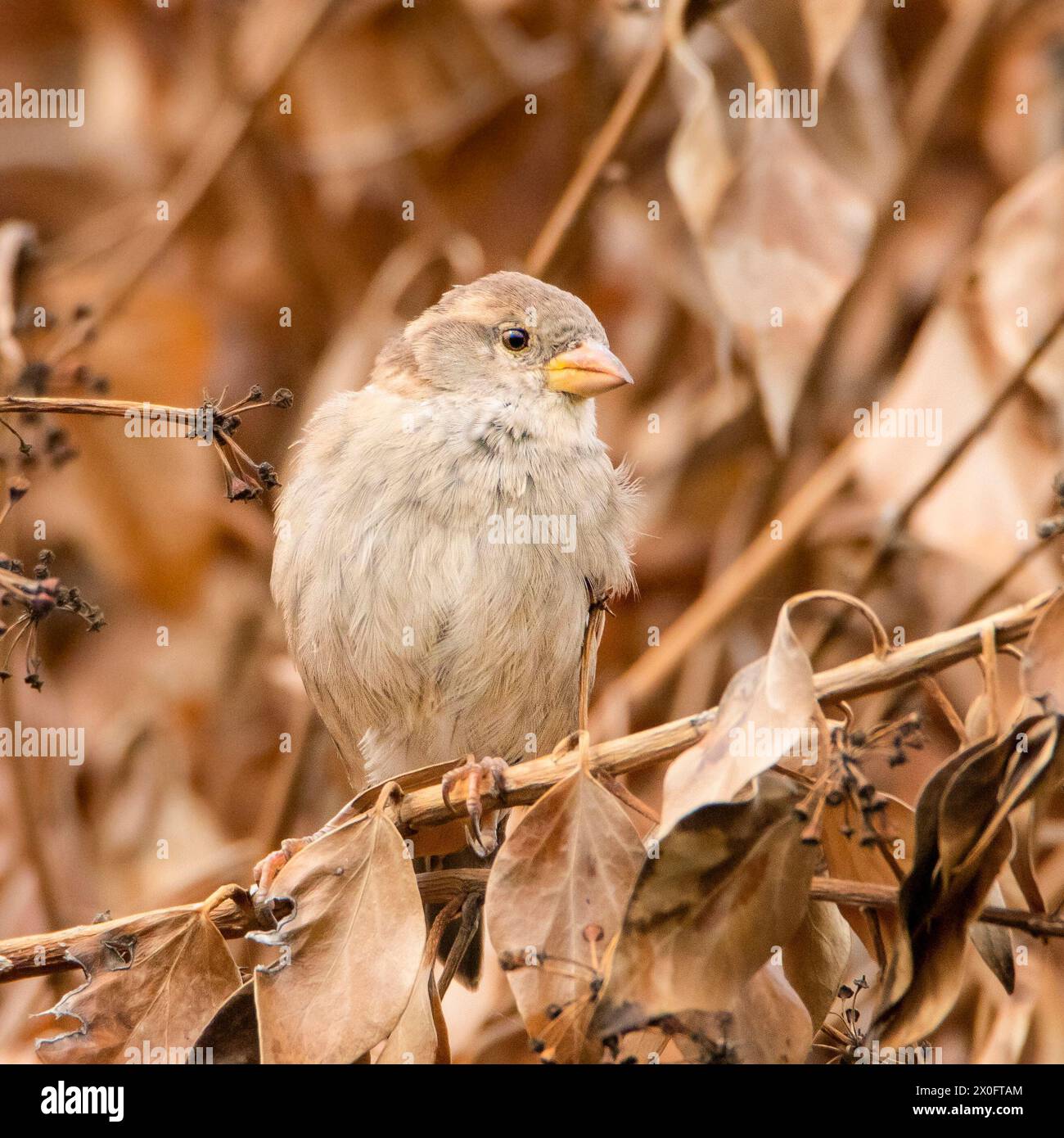 House Sparrow, common in British Gardens although numbers are falling ...