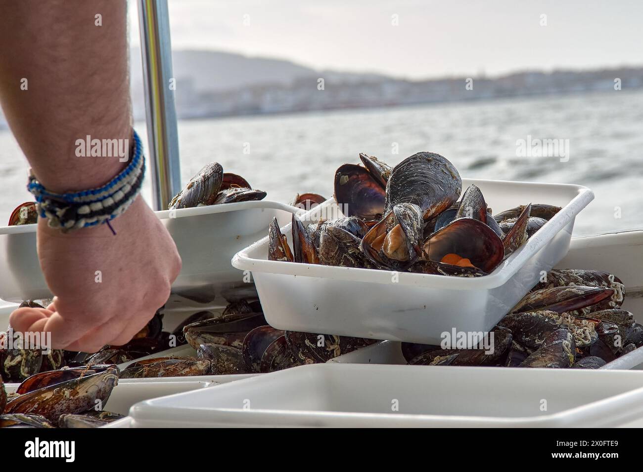 Mussels aboard a tourist boat sailing through the Ria de Vigo Stock ...