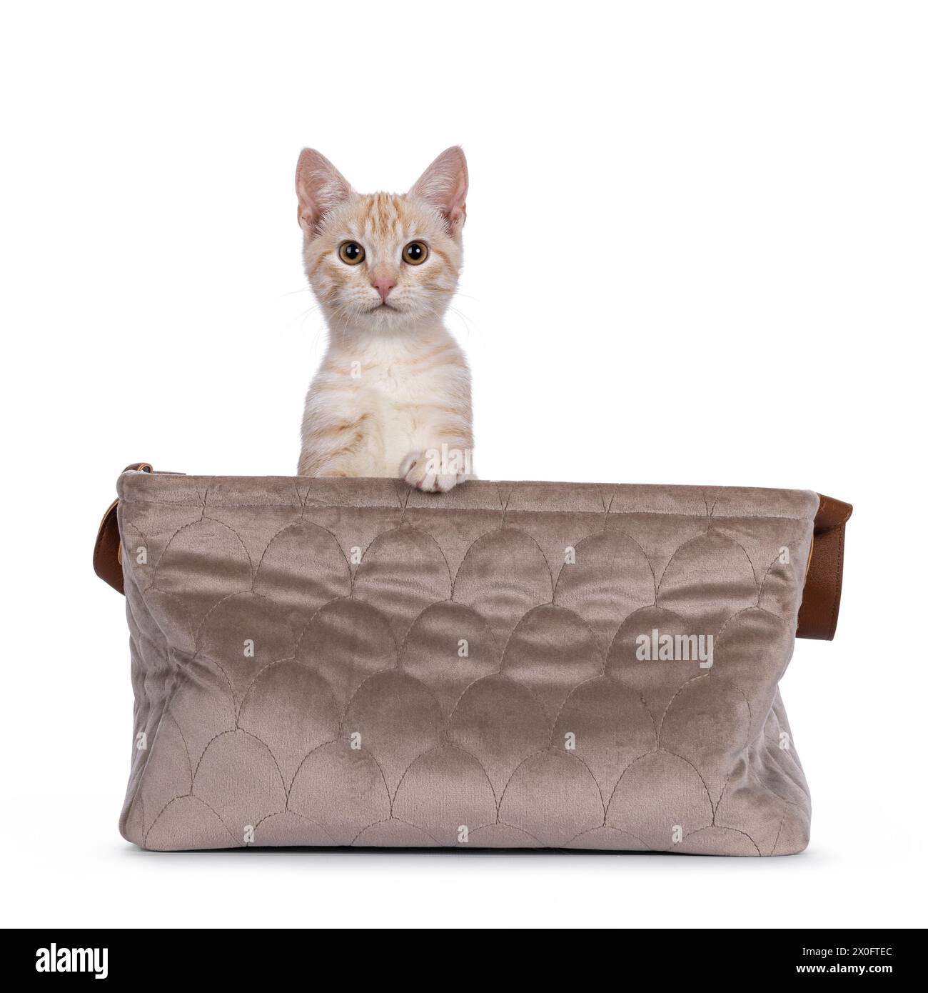 Curious European Shorthair cat kitten, sitting in beige velvet basket ...