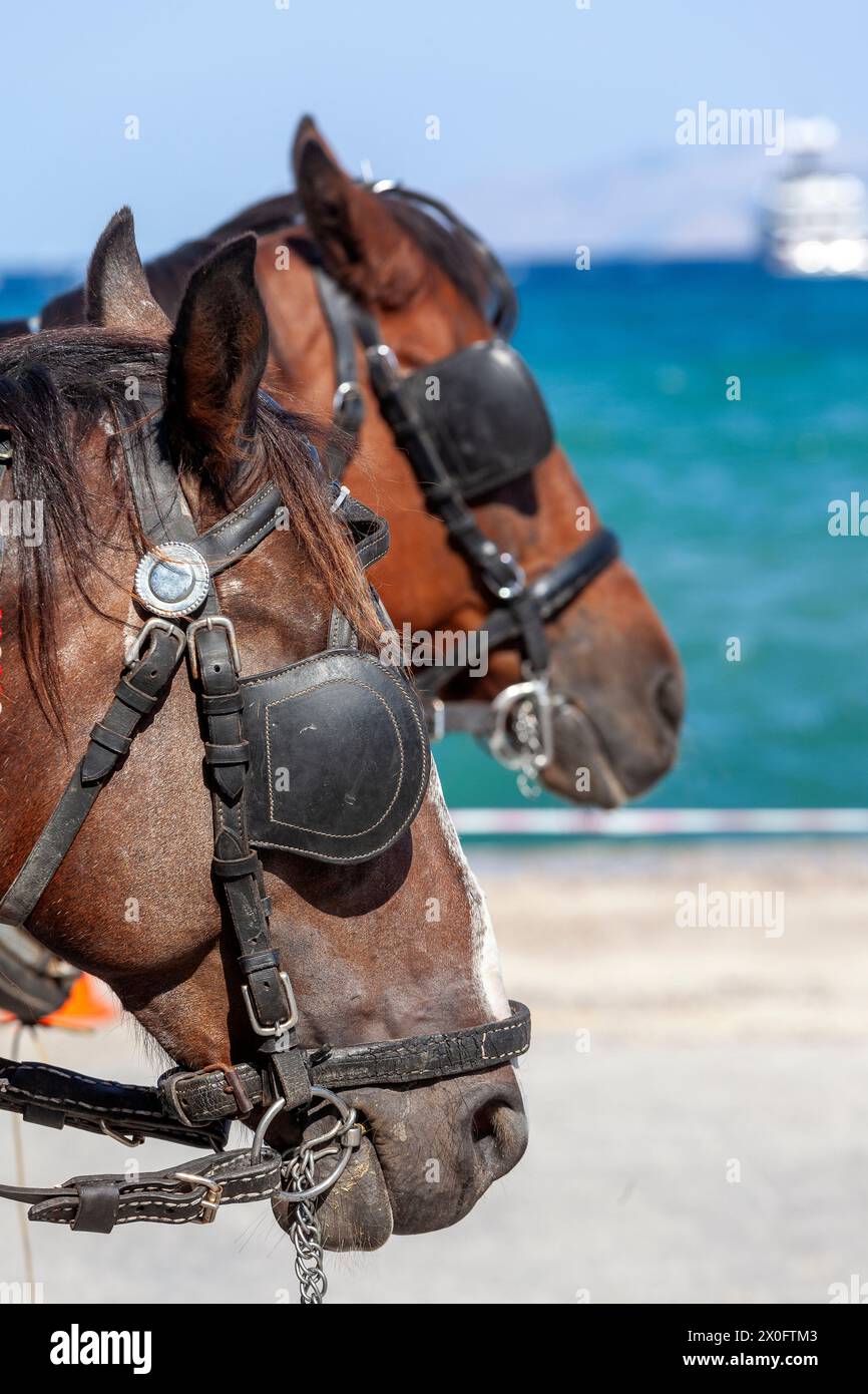 Two brown horses with bridles, reins and blinkers. These are horses ...