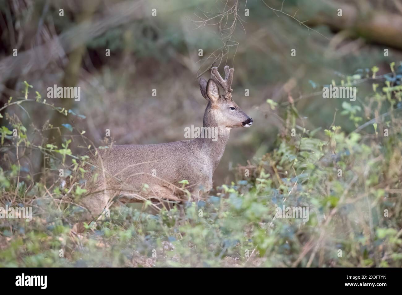Male Roe Deer in the Forest of Dean Gloucestershire Stock Photo - Alamy