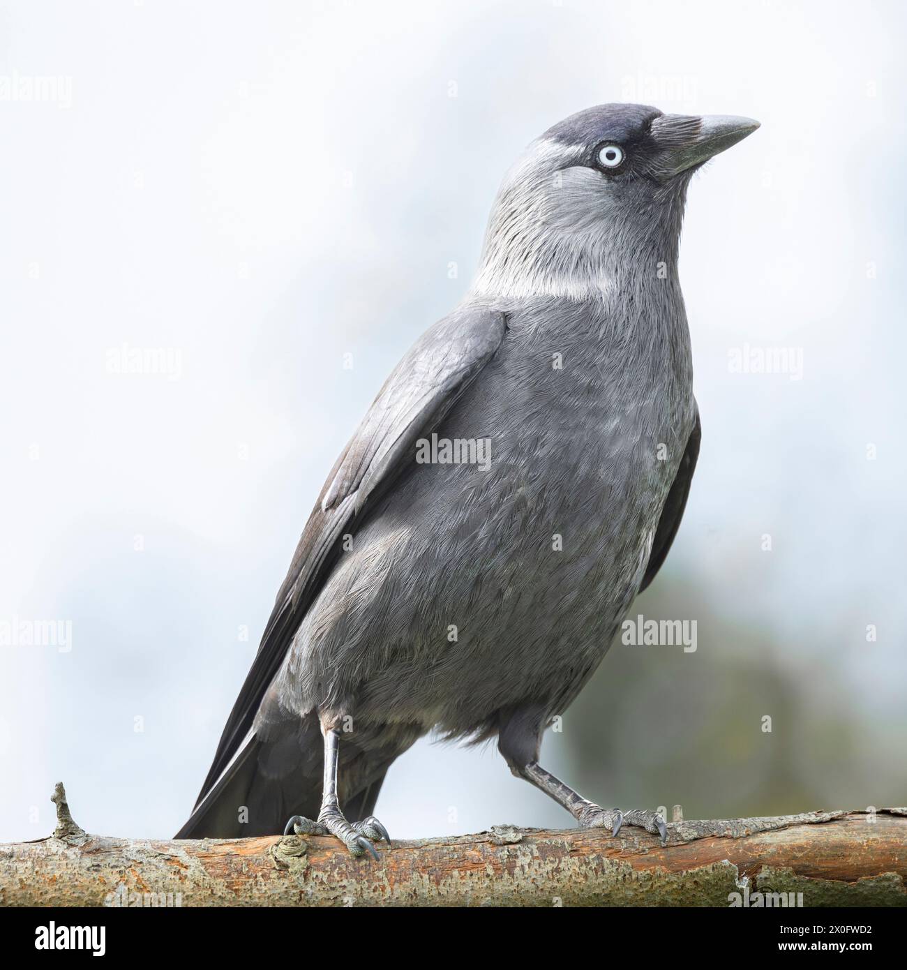Western Jackdaw, UK Gardens, countryside and farmland, common UK ...