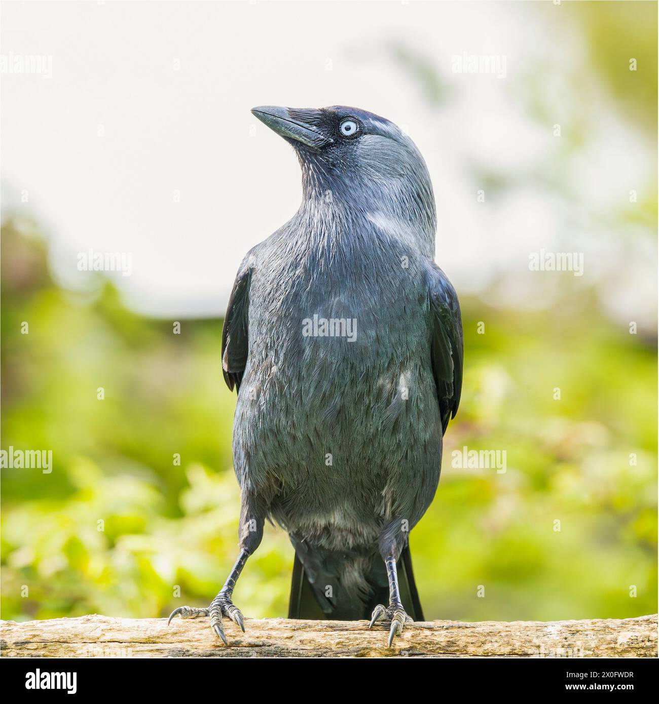 Western Jackdaw, UK Gardens, countryside and farmland, common UK ...
