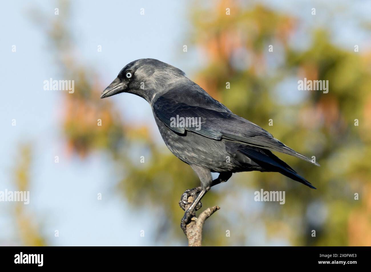 Western Jackdaw, UK Gardens, countryside and farmland, common UK ...