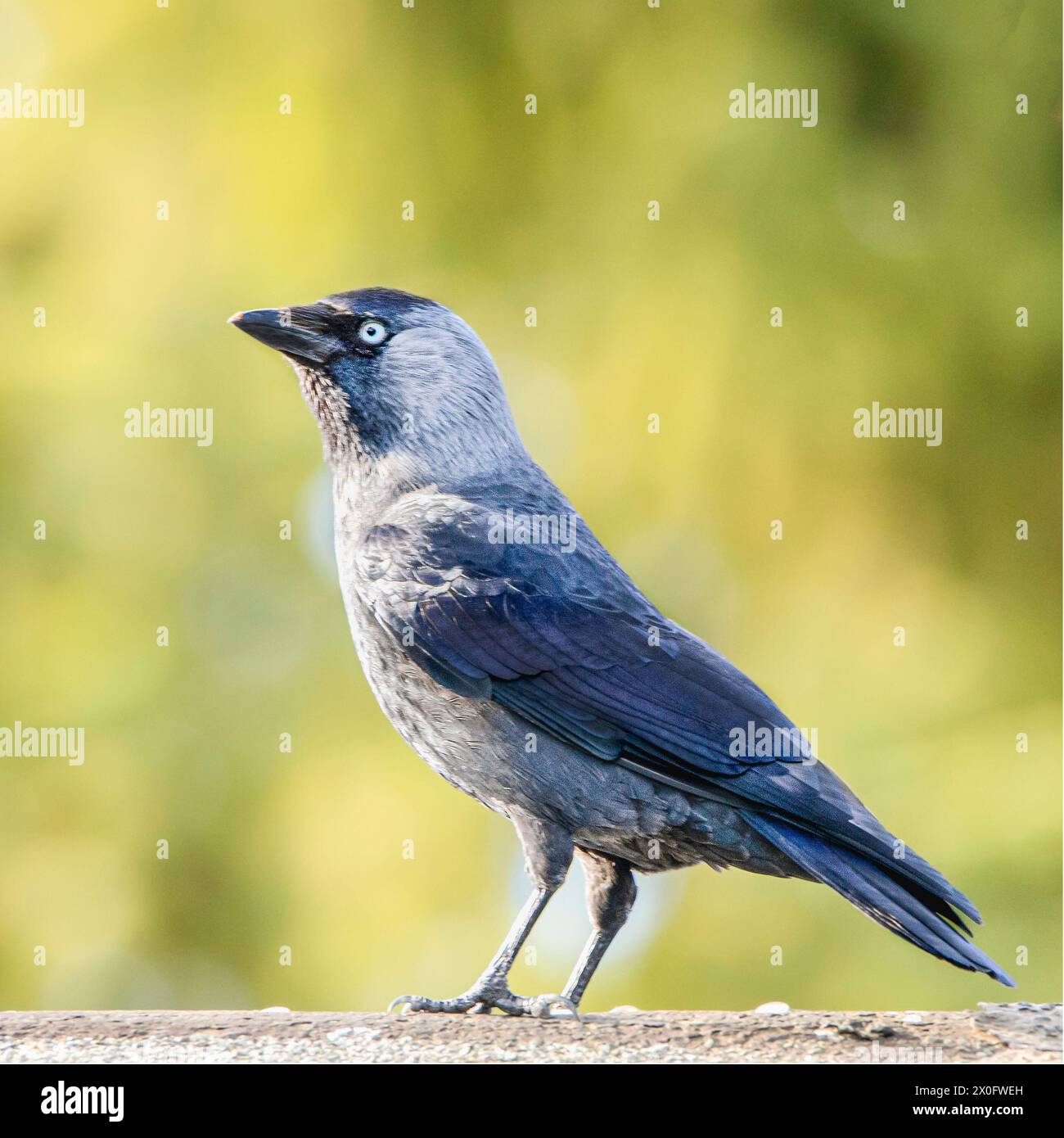 Western Jackdaw, UK Gardens, countryside and farmland, common UK ...