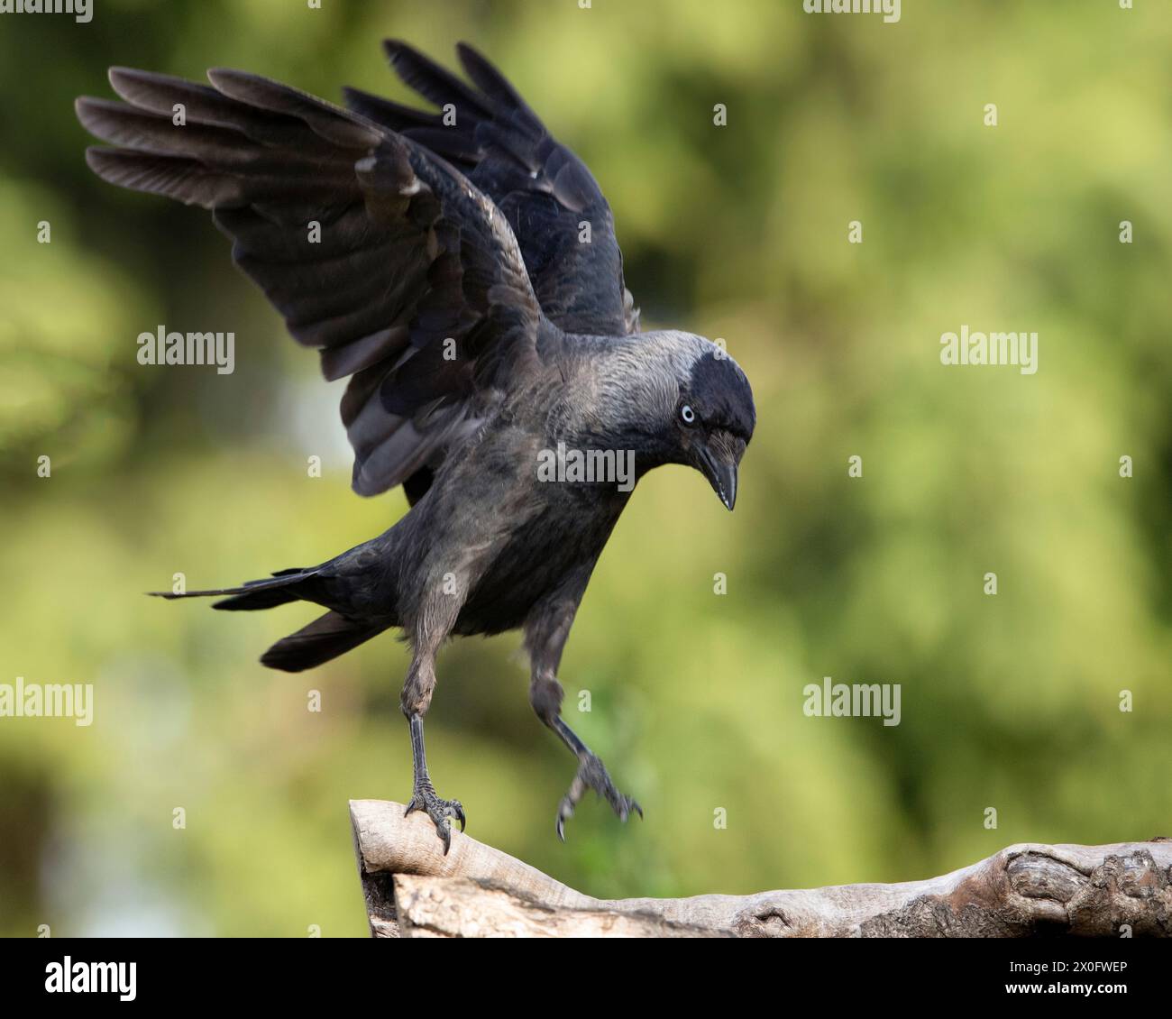 Western Jackdaw, UK Gardens, countryside and farmland, common UK ...
