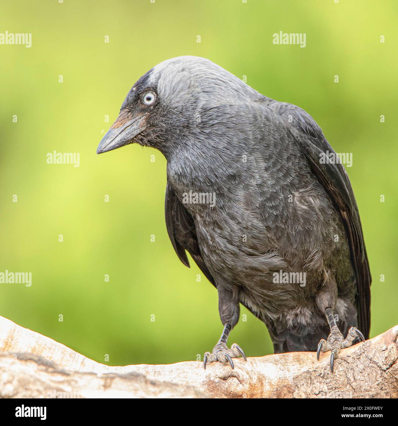Jackdaw, in a British Garden Stock Photo - Alamy