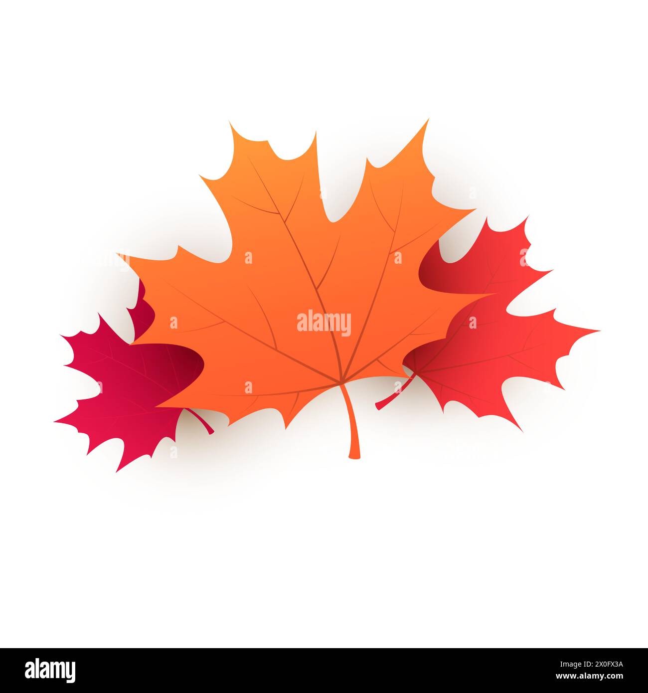 Red, Brown and Golden Autumn Fallen Maple Tree Leaves on White ...
