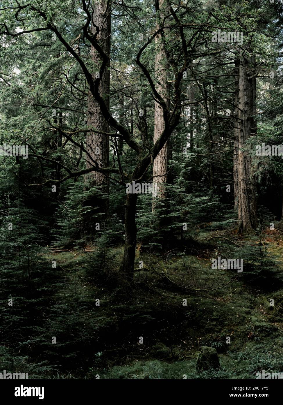 The dark interior flora of Benmore forest in the Argyll Forest Park is ...
