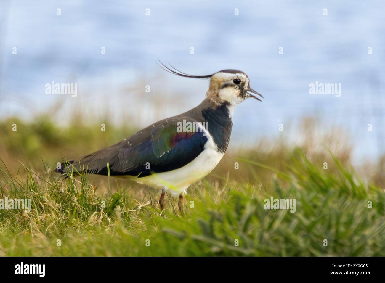 Northern Lapwing,Lapwing, Peewit, wetland bird, norfolk marshes Stock ...