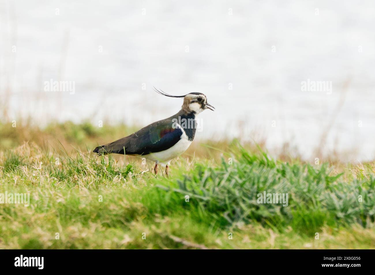 Vanellus v hi-res stock photography and images - Alamy
