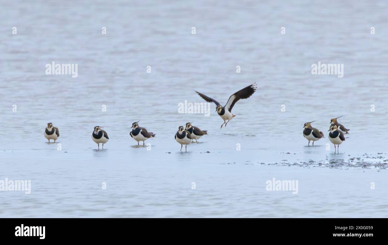 Northern Lapwing,Lapwing, Peewit, wetland bird, norfolk marshes Stock ...