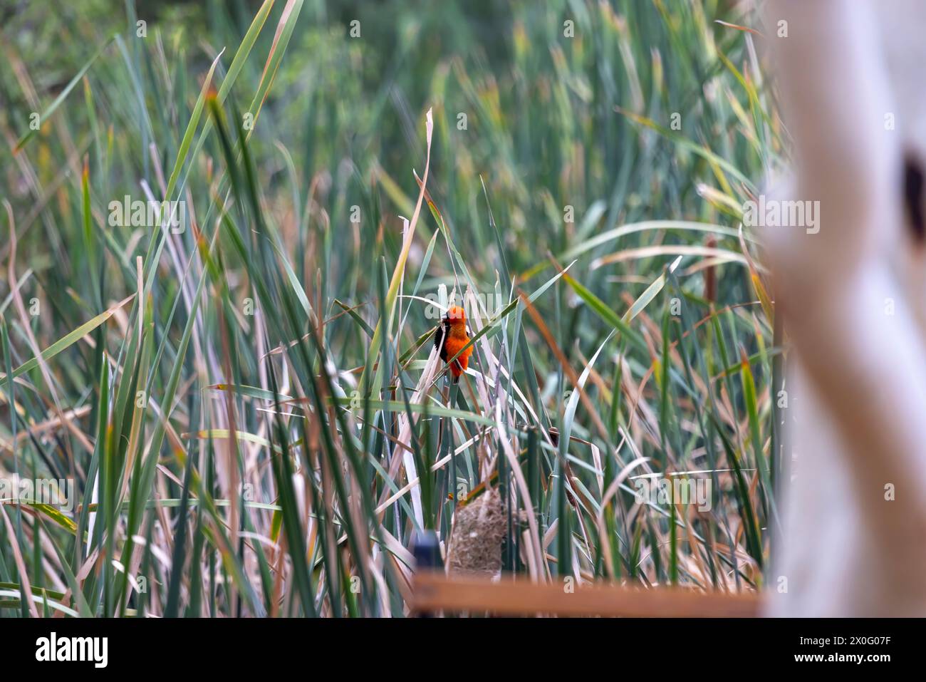 Picture of a colorful orix weaver bird sitting in grass in Namibia ...
