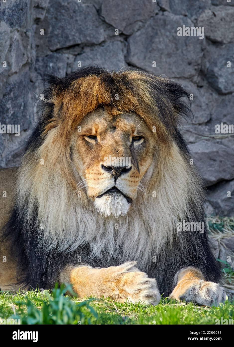 Image portrait of an adult lion with a lush mane in a zoo Stock Photo ...