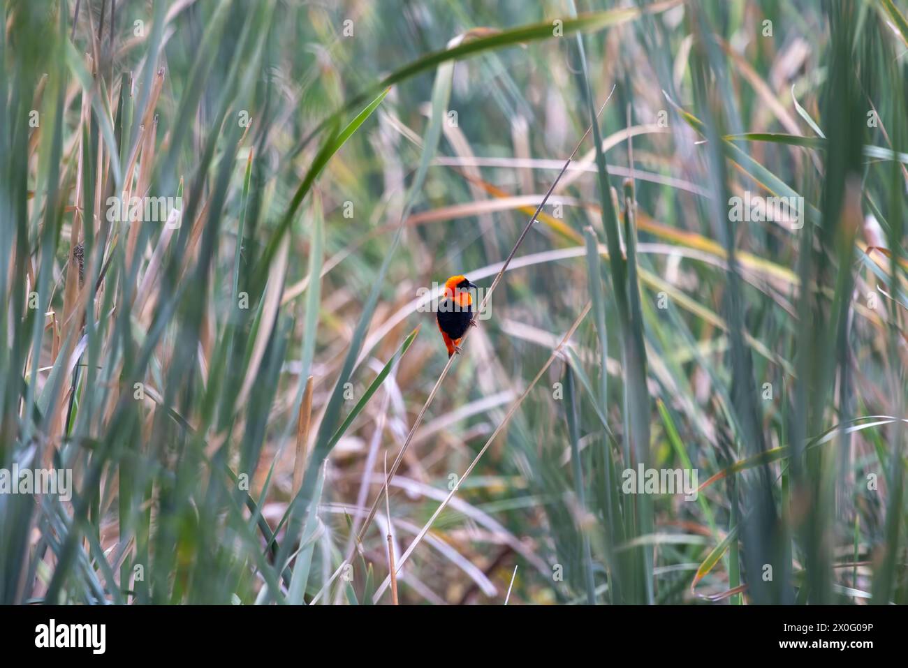 Picture of a colorful orix weaver bird sitting in grass in Namibia ...